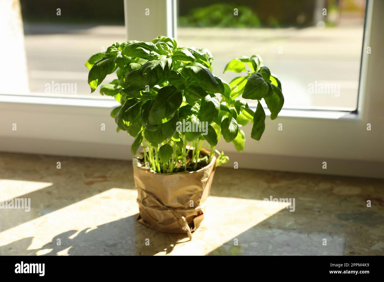 Potted basil on windowsill indoors. Aromatic herb Stock Photo - Alamy