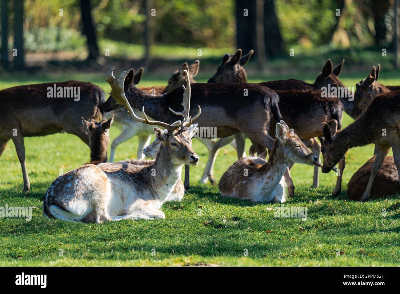 Doe deer sitting on grass hi-res stock photography and images - Alamy