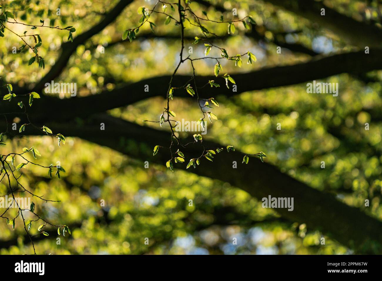 Beautiful beauty beech branch bright closeup hi-res stock photography ...