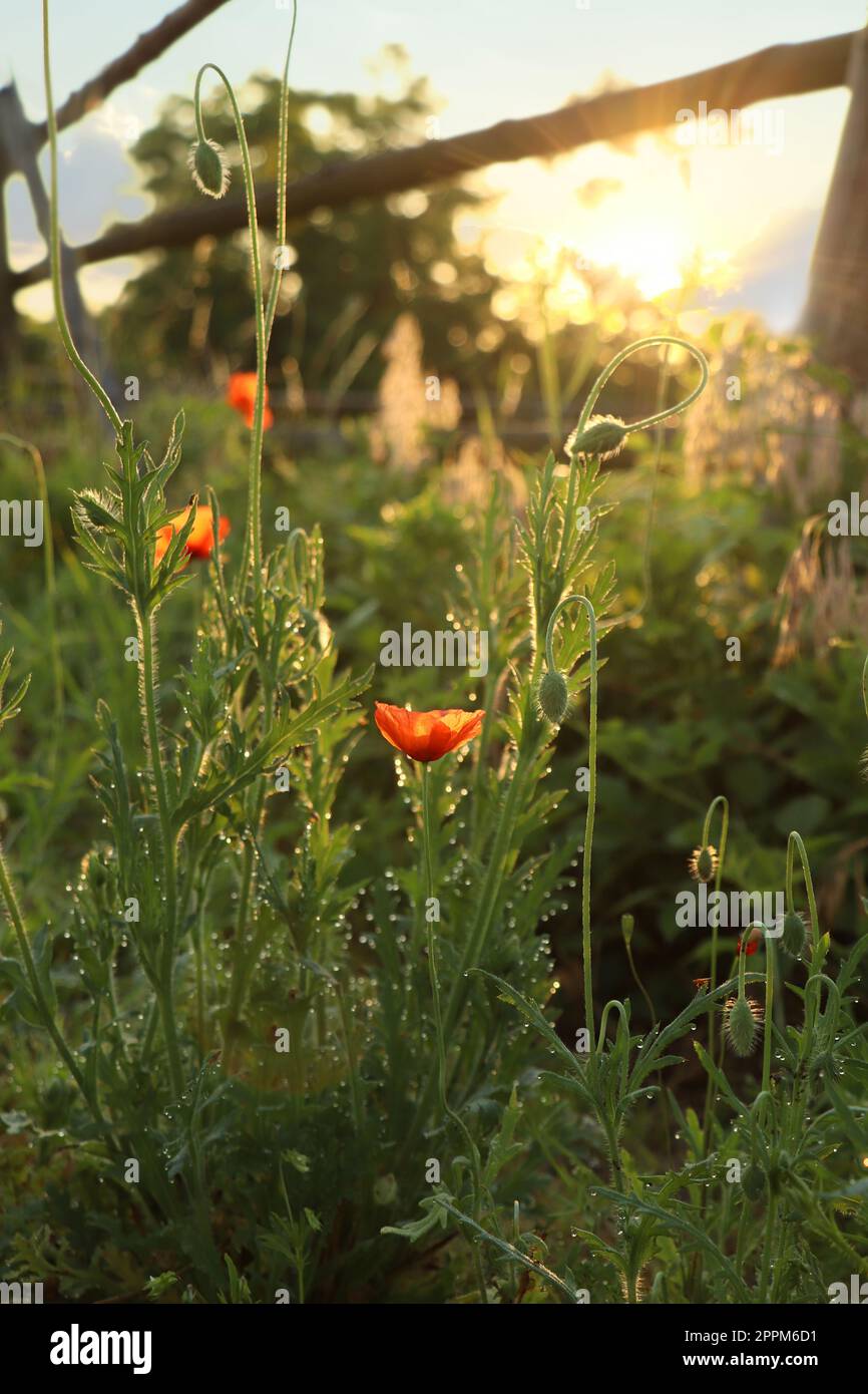 Red poppy plants covered with dew drops outdoors in morning Stock Photo ...