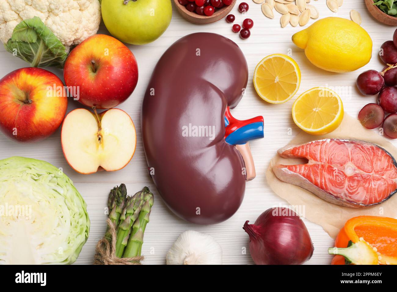 Flat lay composition with kidney model and different products on white ...