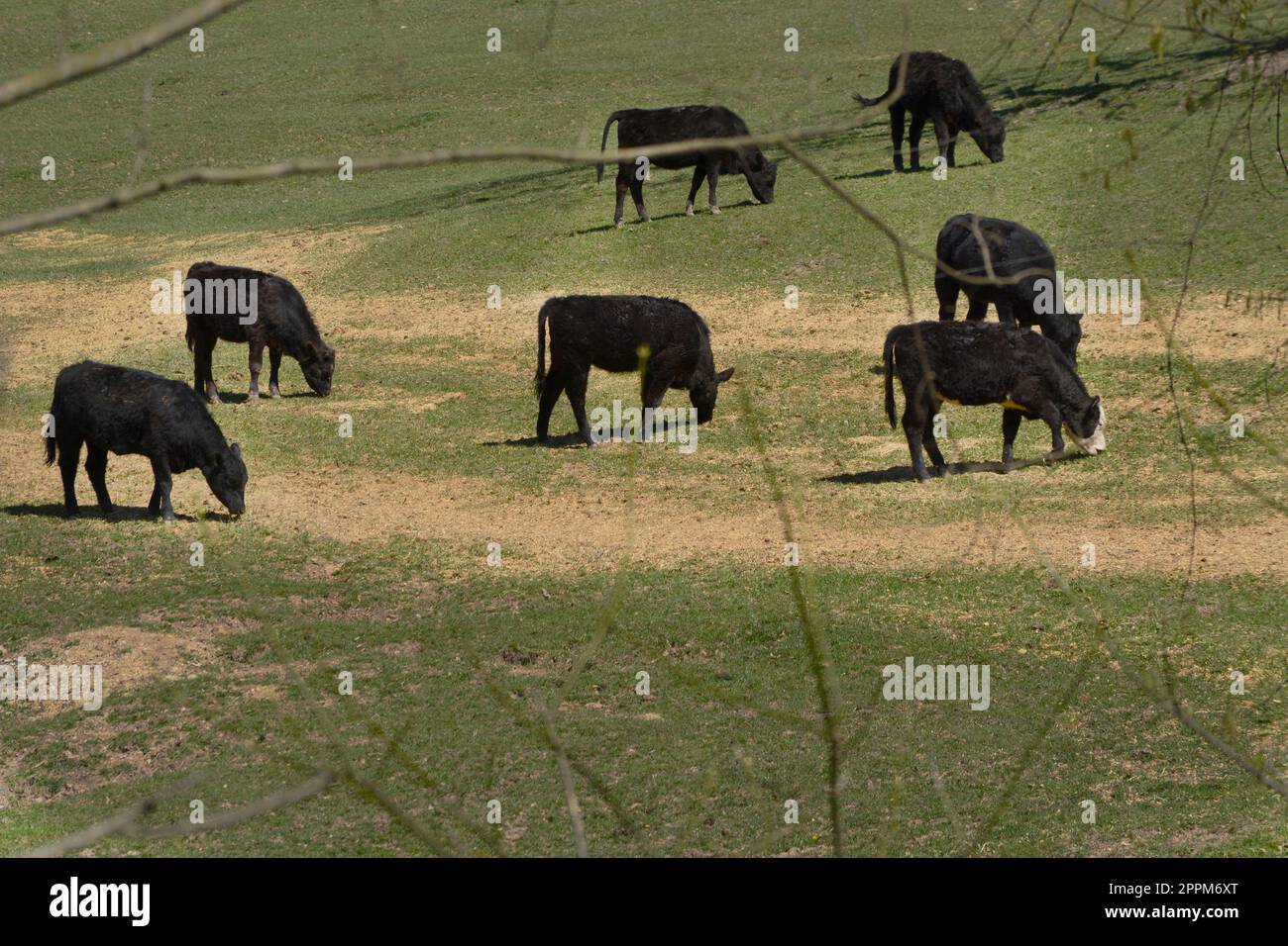 Cattle graze on a farm in Abingdon, Virginia Stock Photo - Alamy