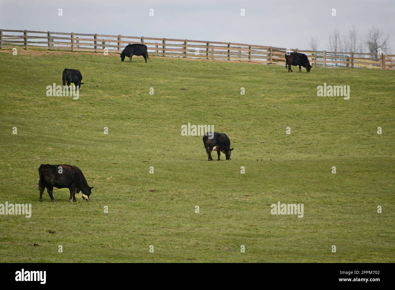 Cattle graze on a farm in Abingdon, Virginia Stock Photo - Alamy