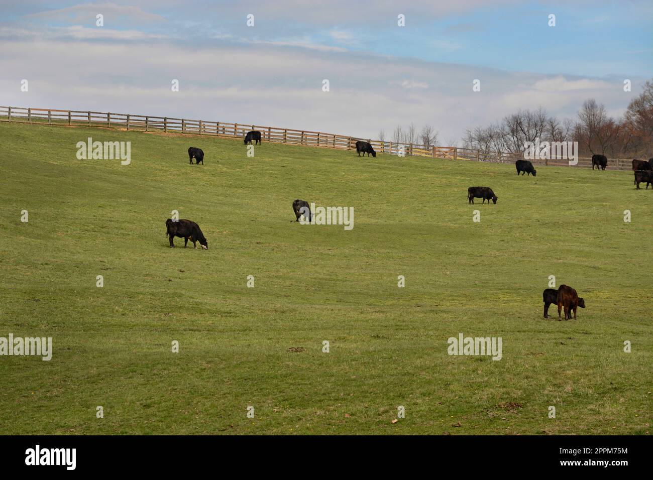 Cattle graze on a farm in Abingdon, Virginia Stock Photo - Alamy