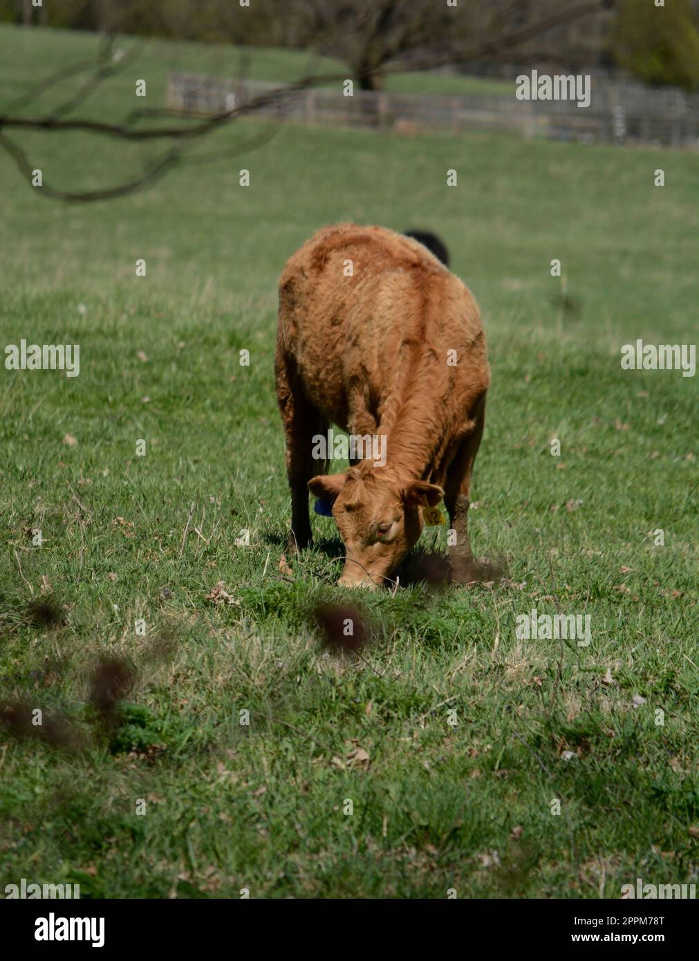 Cattle graze on a farm in Abingdon, Virginia Stock Photo - Alamy