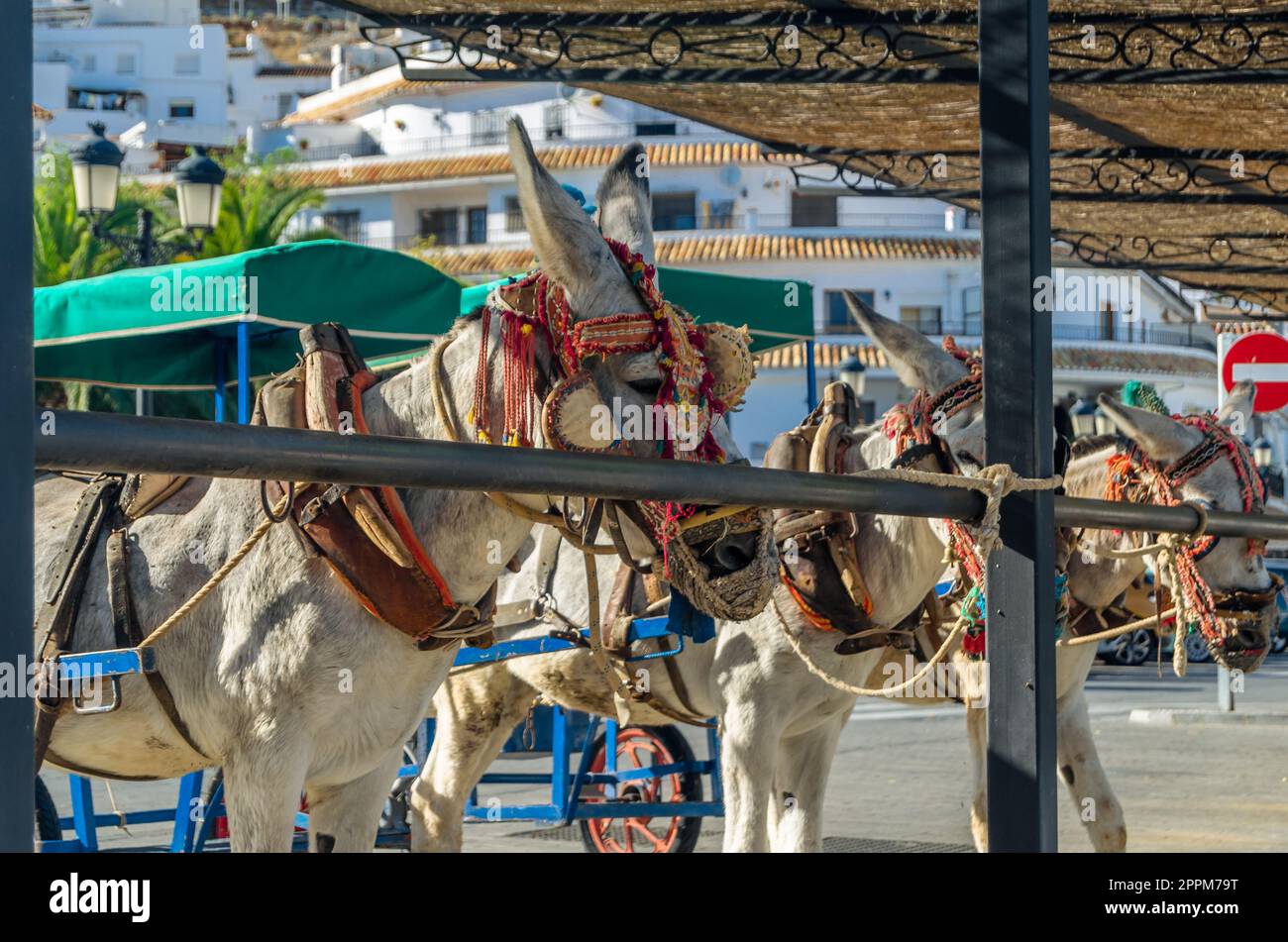 Donkeys in the town of Mijas, Andalusia, southern Spain Stock Photo - Alamy
