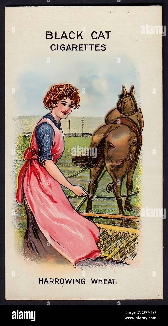 Harrowing Wheat - Vintage British Cigarette Card - Victorian Era Stock ...