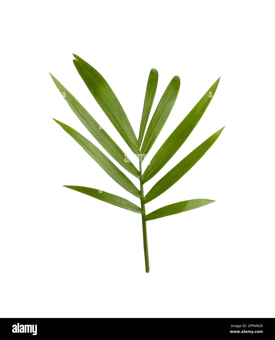 Green coconut leaf hi-res stock photography and images - Alamy