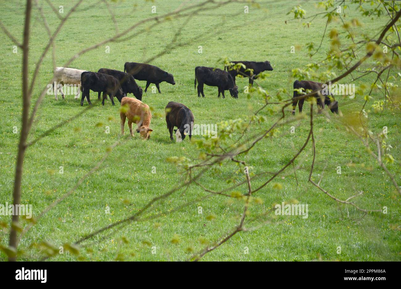 Cattle graze on a farm in Abingdon, Virginia Stock Photo - Alamy