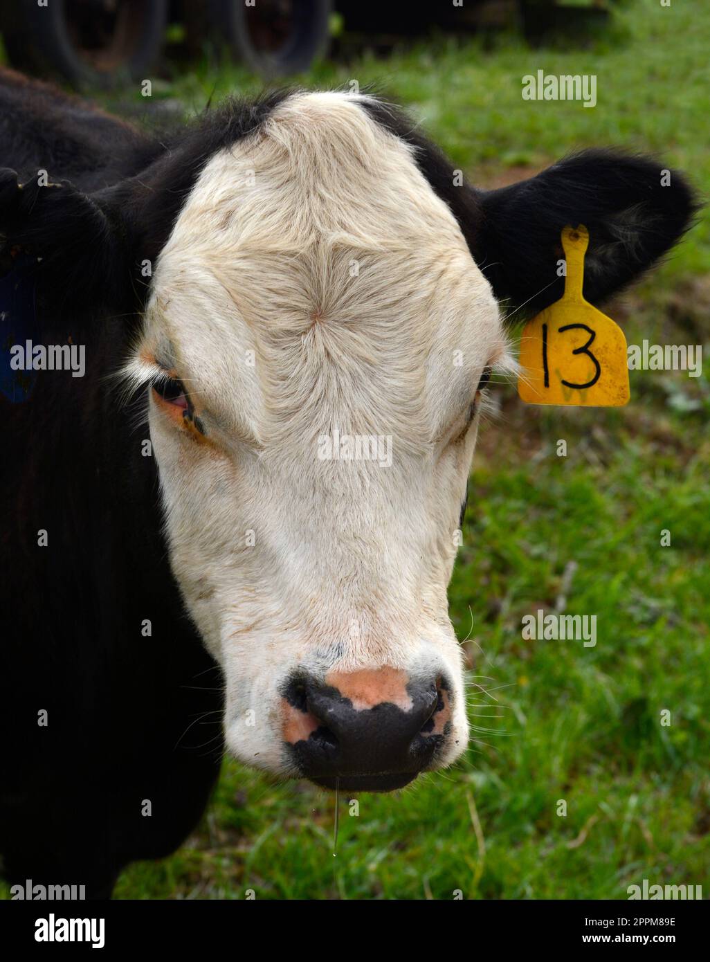 Cattle with identification tags in their ears on a farm in Abingdon ...