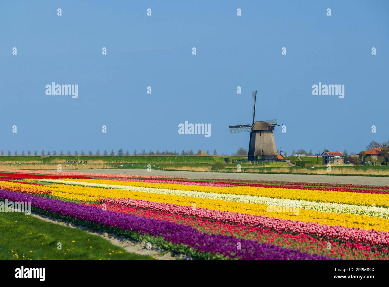 Netherlands windmill tulip hi-res stock photography and images - Alamy
