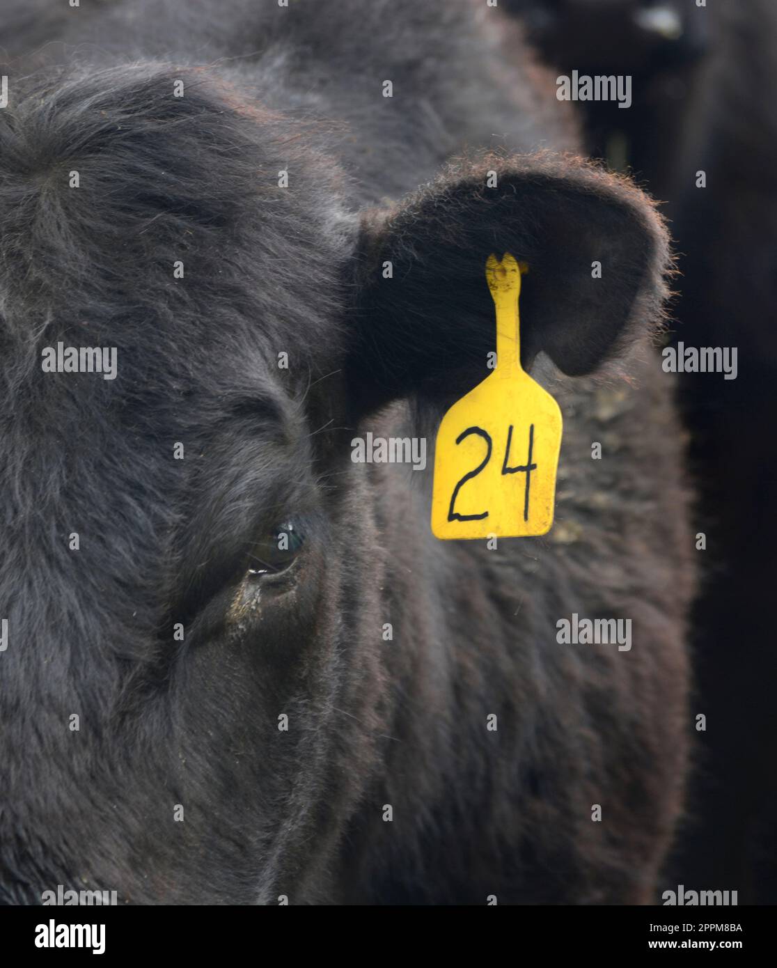 Cattle with identification tags in their ears on a farm in Abingdon ...