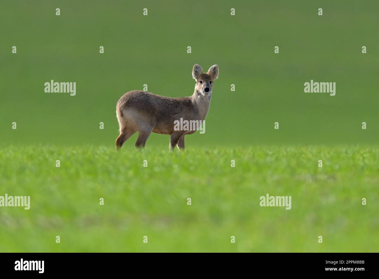 Chinese water deer -Hydropotes inermis Stock Photo - Alamy