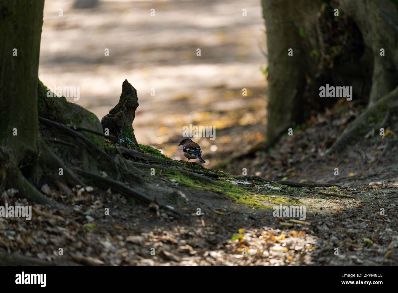 Common chaffinch sitting on a tree root Stock Photo - Alamy