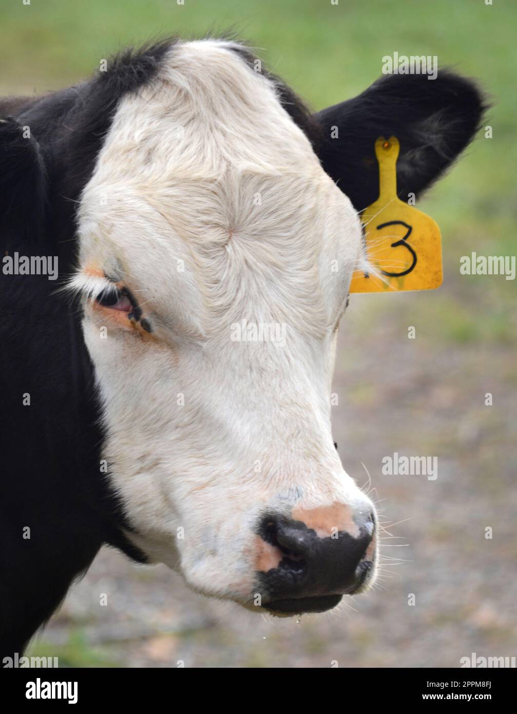 Cattle with identification tags in their ears on a farm in Abingdon ...