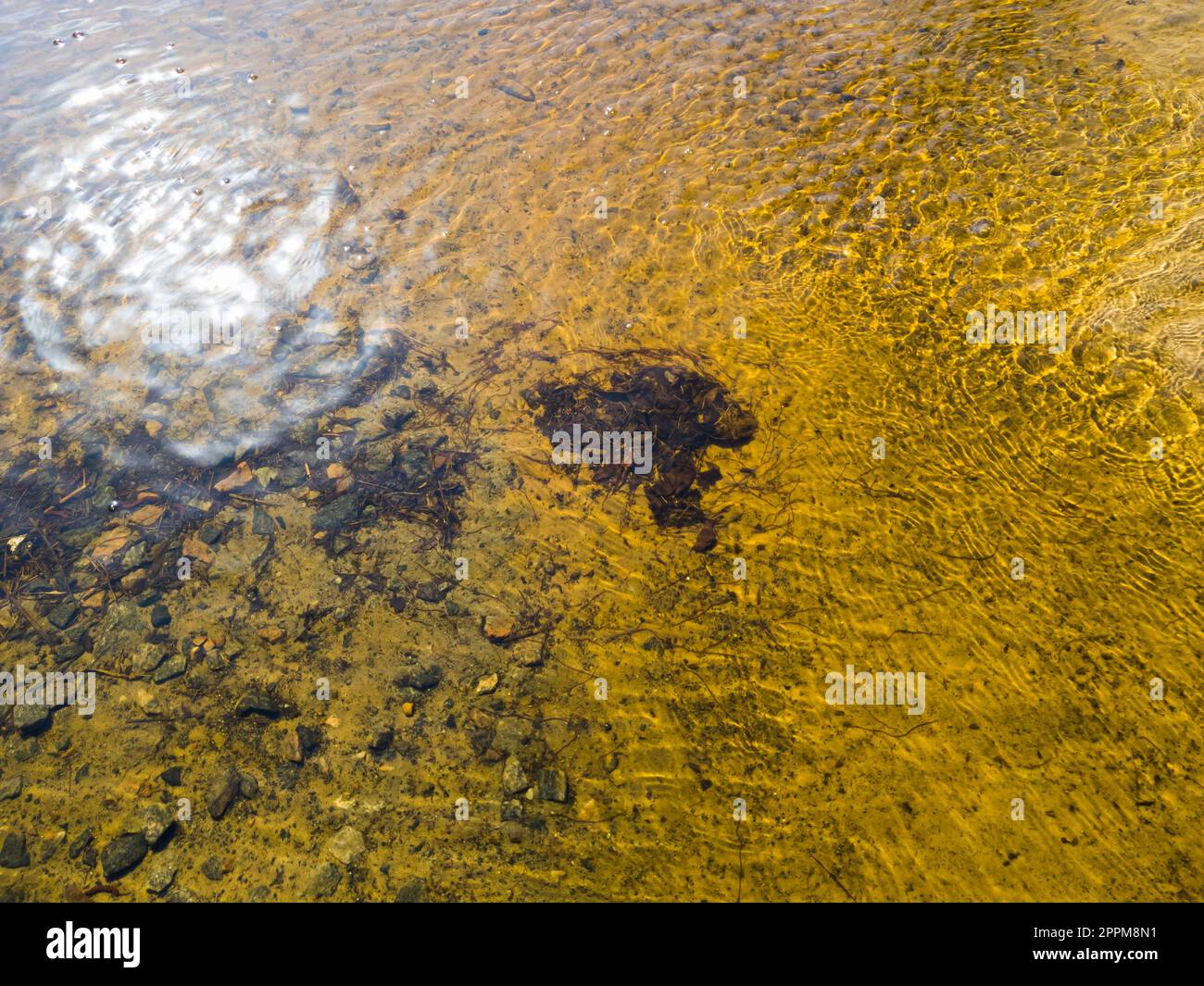 Forest water with yellow sand and stones. Worms floating in the water ...
