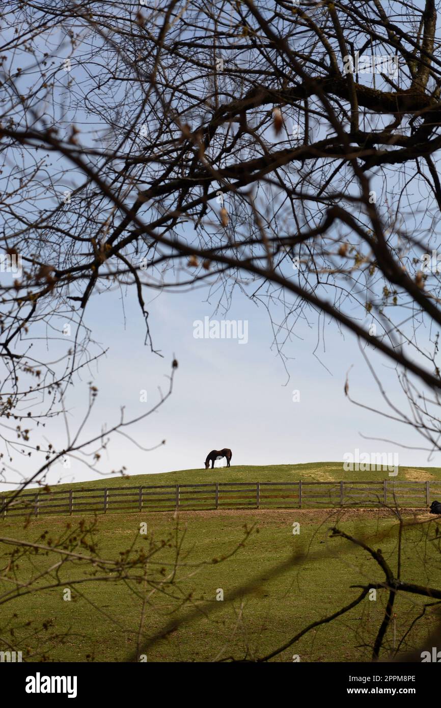 A horse grazes in a pasture in Southwest Virginia Stock Photo - Alamy