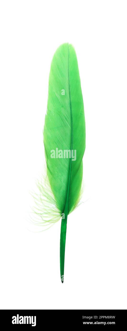 Fluffy beautiful green feather isolated on white Stock Photo - Alamy