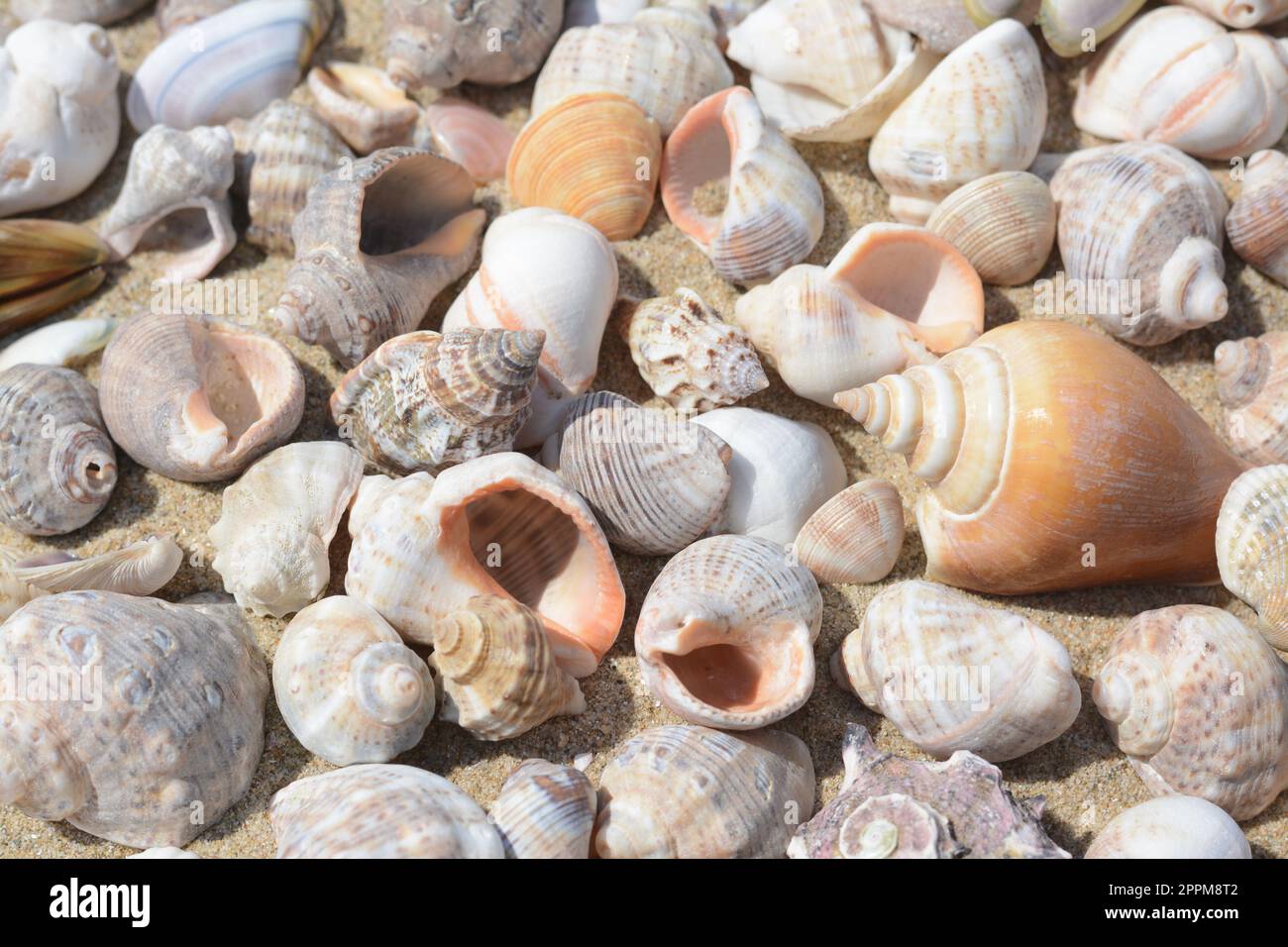Beautiful sea shells hi-res stock photography and images - Alamy