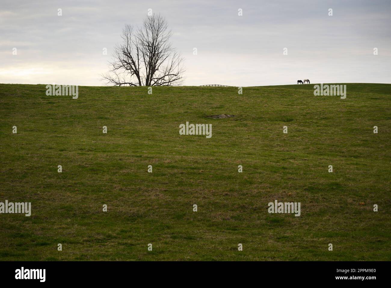 Virginia horse pasture hi-res stock photography and images - Alamy