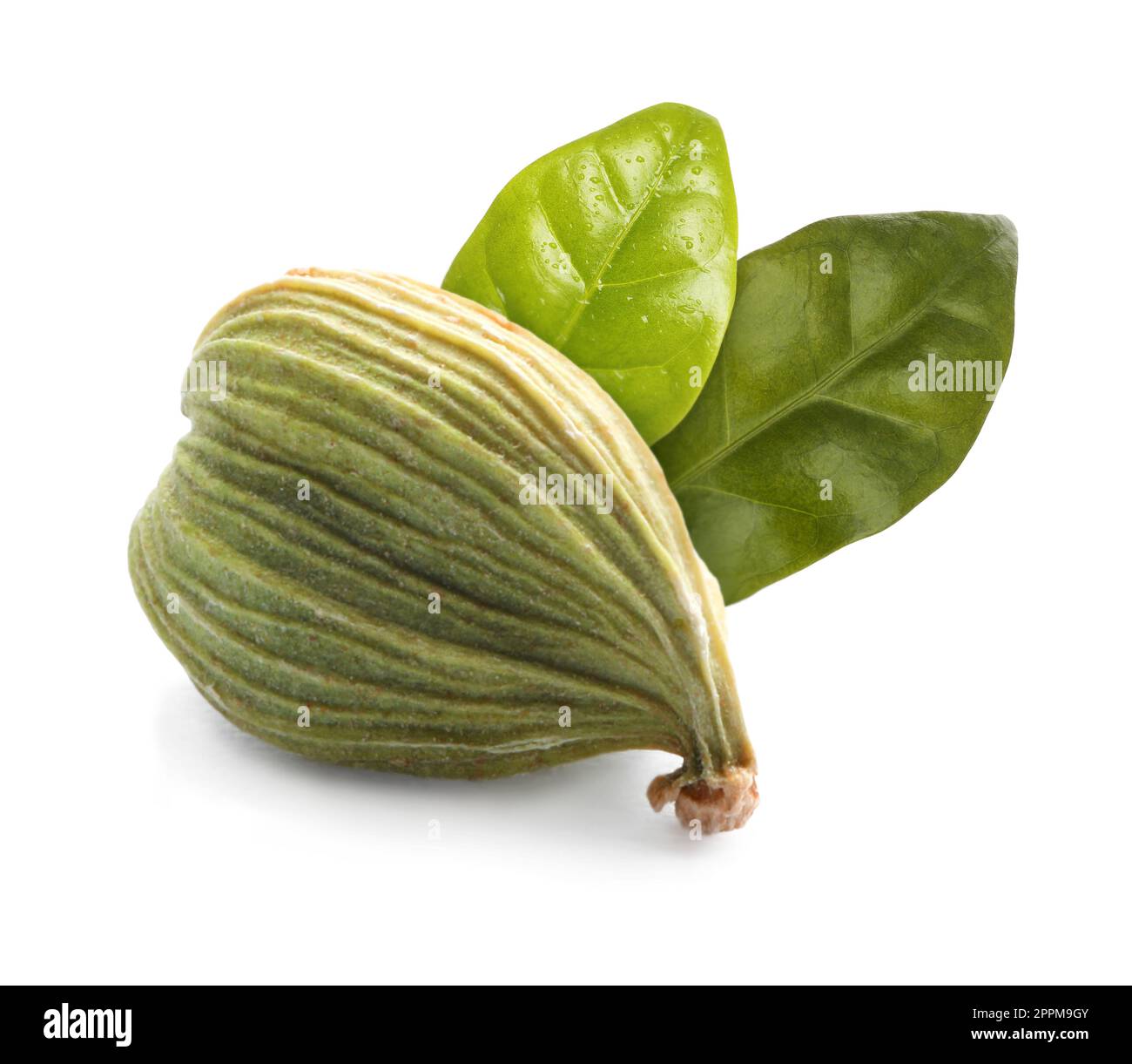 Dry cardamom pod and green leaves on white background Stock Photo - Alamy