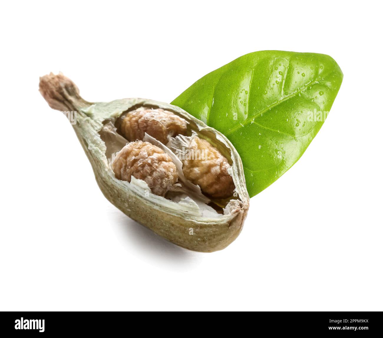 Dry cardamom pod and green leaf on white background Stock Photo - Alamy