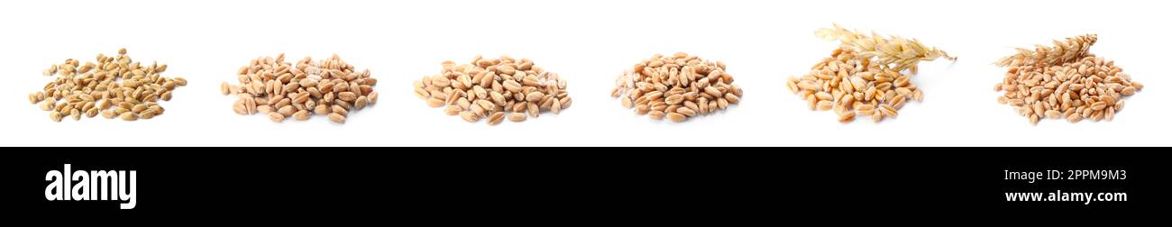 Set with heaps of wheat grains on white background. Banner design Stock ...