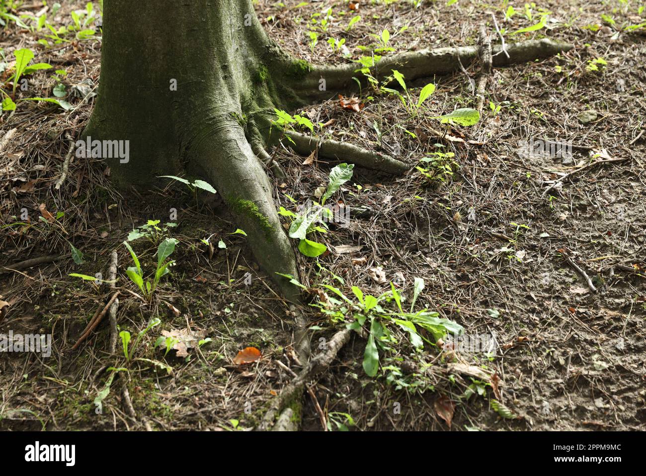 Tree roots visible through ground in forest Stock Photo - Alamy