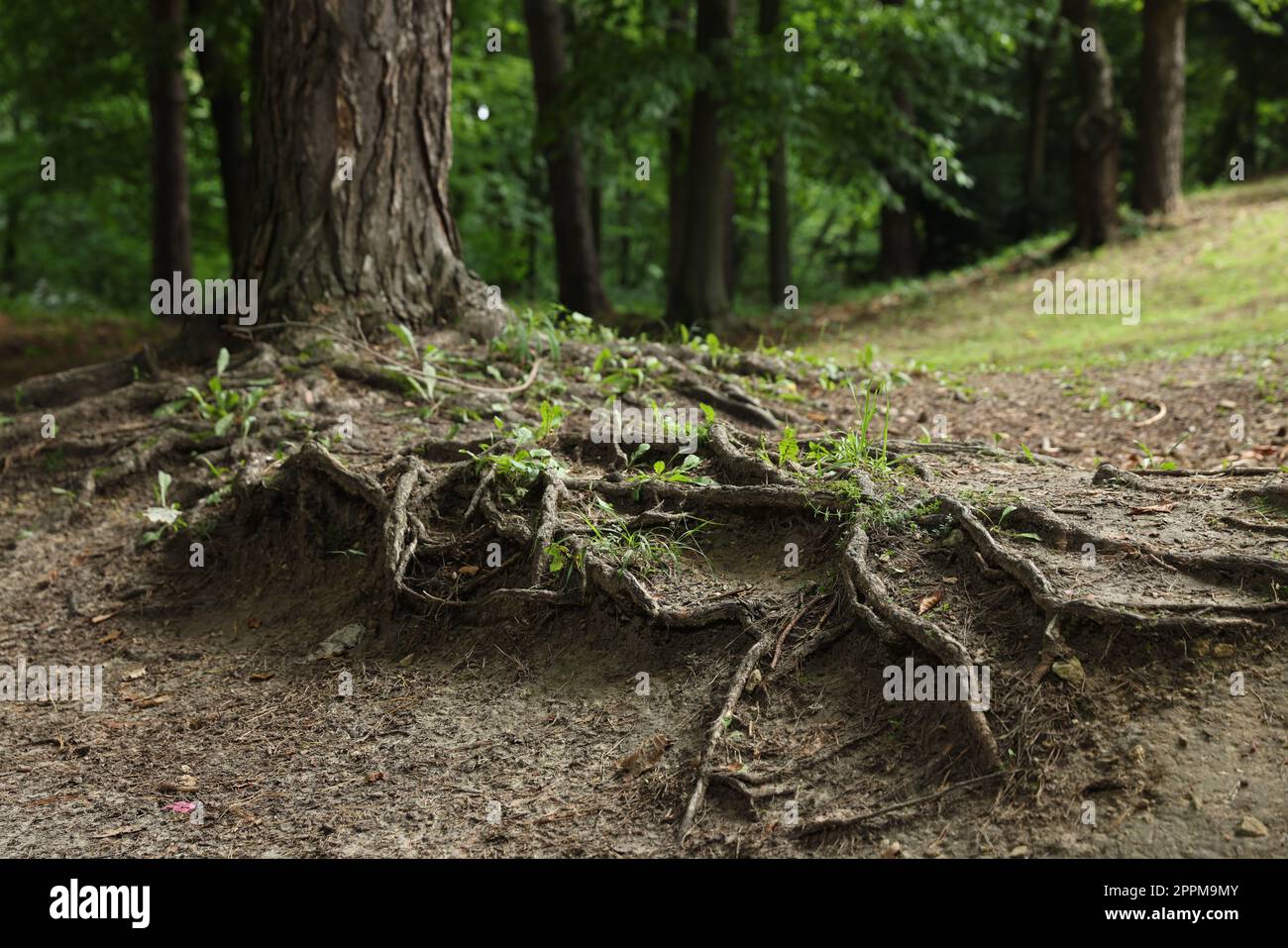 Tree roots visible through ground in forest Stock Photo - Alamy