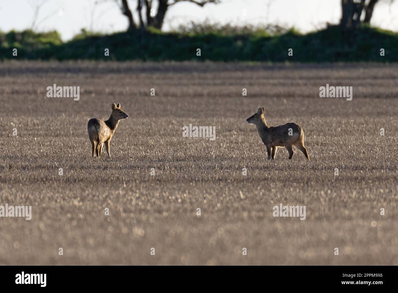 Male and female Chinese water deer -Hydropotes inermis Stock Photo - Alamy