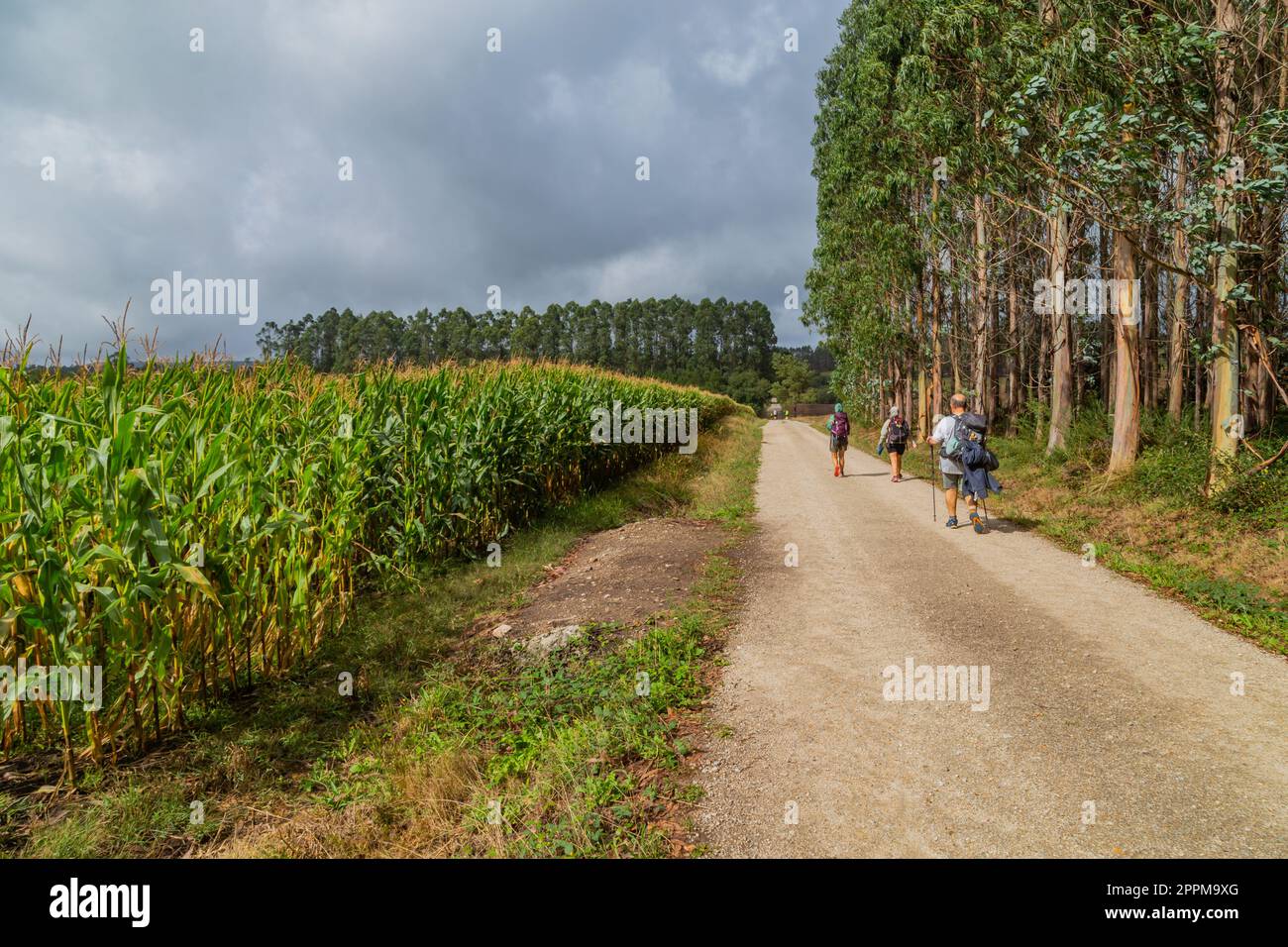 Pilgrims walk along the Camino De Santiago Stock Photo - Alamy