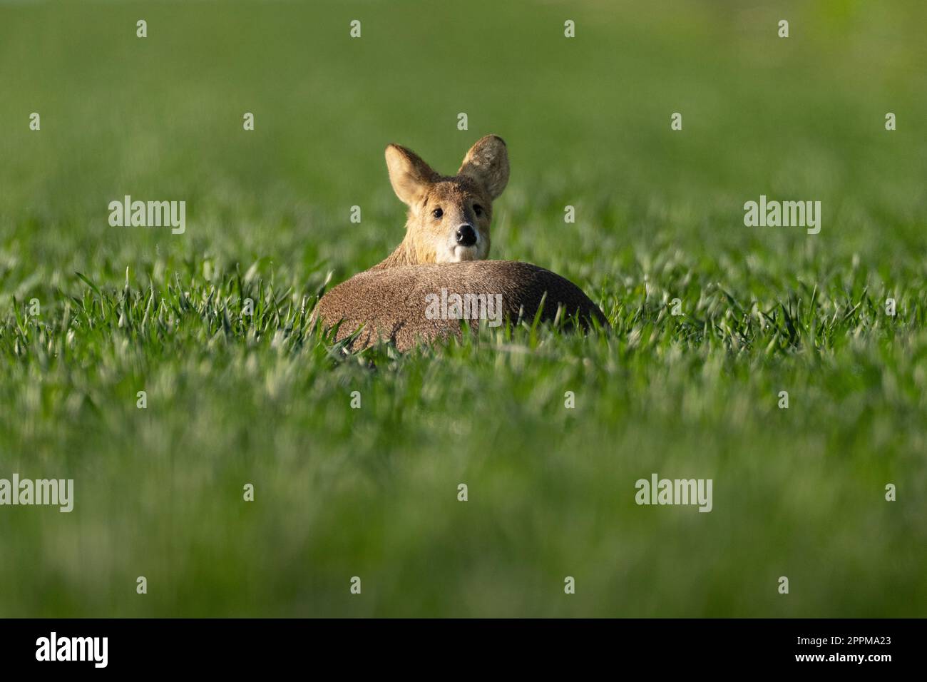 Chinese water deer -Hydropotes inermis Stock Photo - Alamy