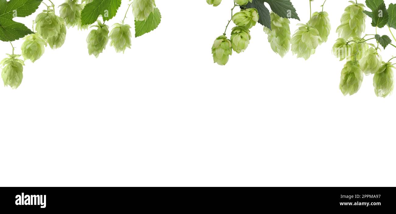 Branches of fresh green hops on white background. Banner design Stock ...