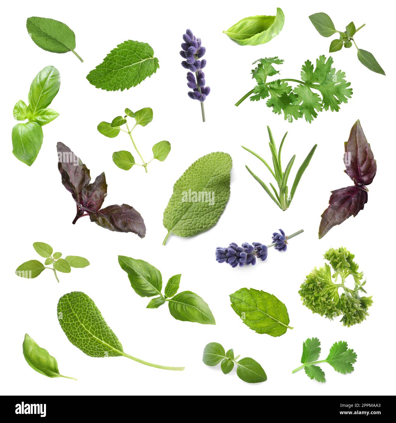 Collection of different aromatic herbs on white background Stock Photo ...
