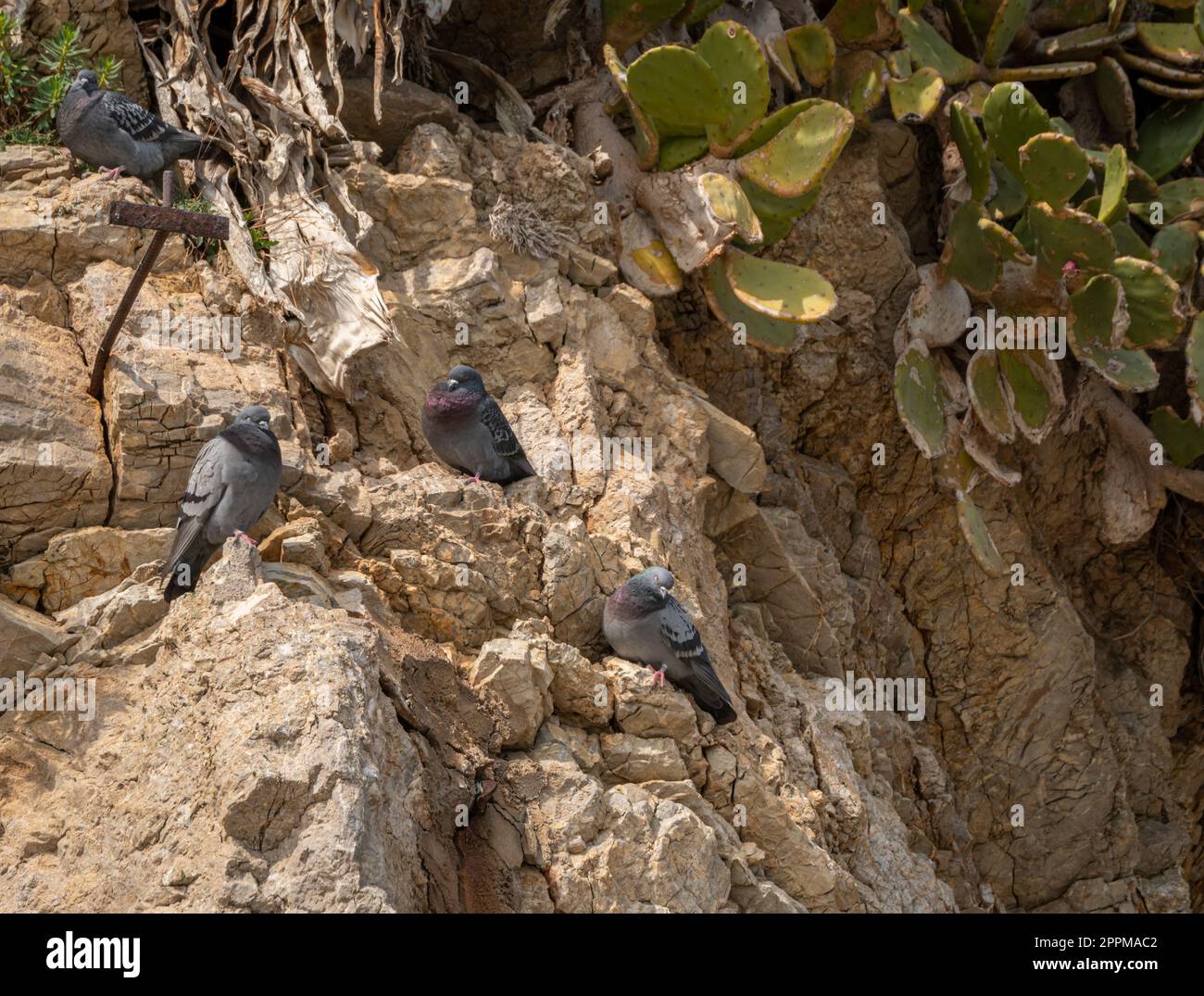 Roosting on rocks hi-res stock photography and images - Alamy