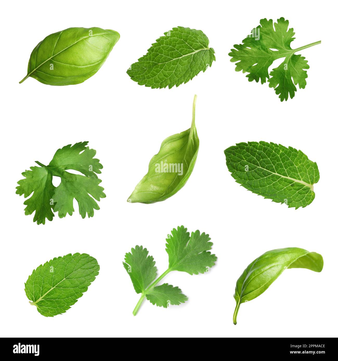 Collection of different aromatic herbs on white background Stock Photo ...