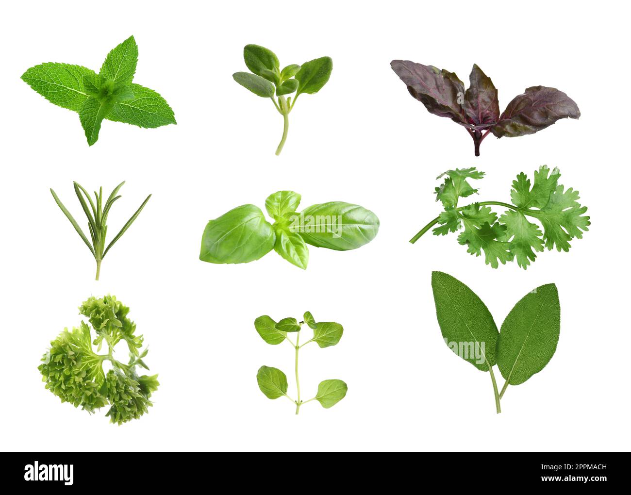 Collection of different aromatic herbs on white background Stock Photo ...