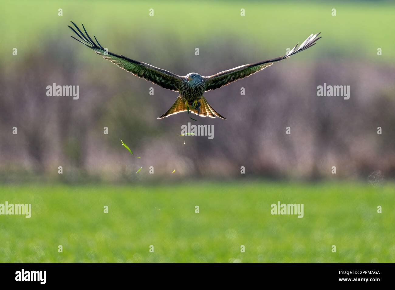 Red Kite-Milvus milvus in flight with caught prey in it's talons Stock ...