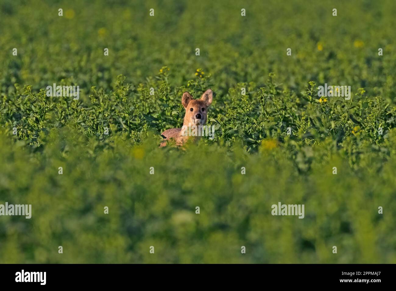 Chinese water deer -Hydropotes inermis Stock Photo - Alamy