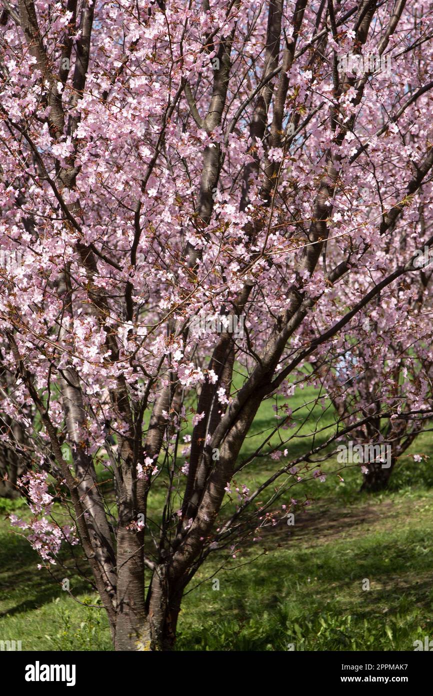 Cherry branch large white flowers hi-res stock photography and images ...