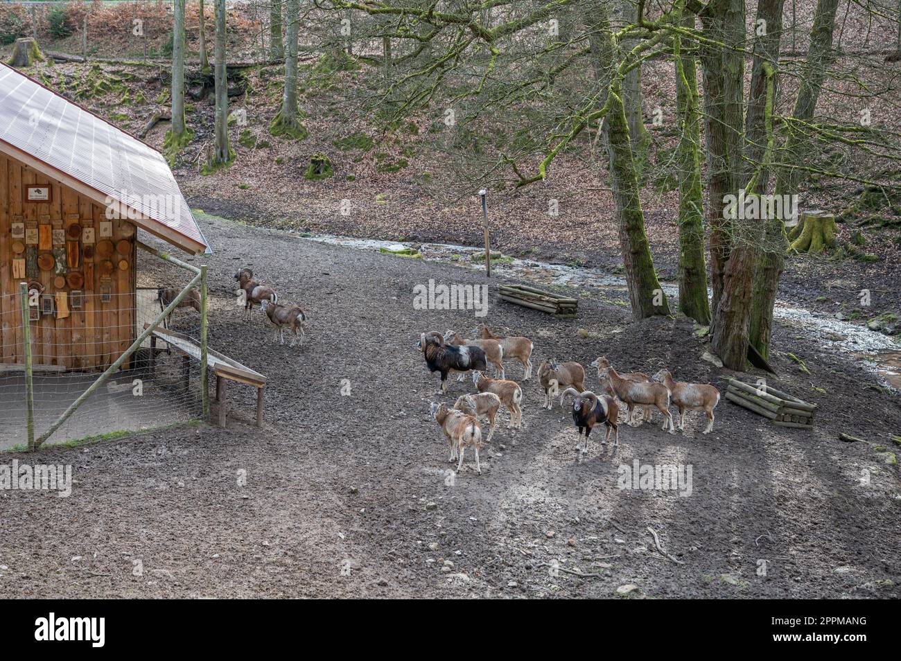 Group of goats and billy goats at Wildlife Park Brudergrund, Erbach ...