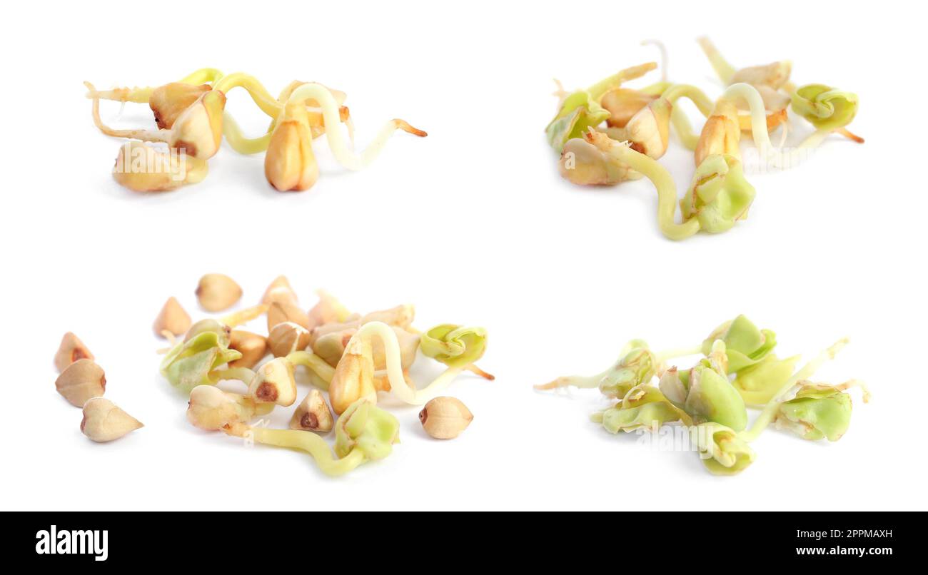 Set of sprouted green buckwheat on white background Stock Photo - Alamy