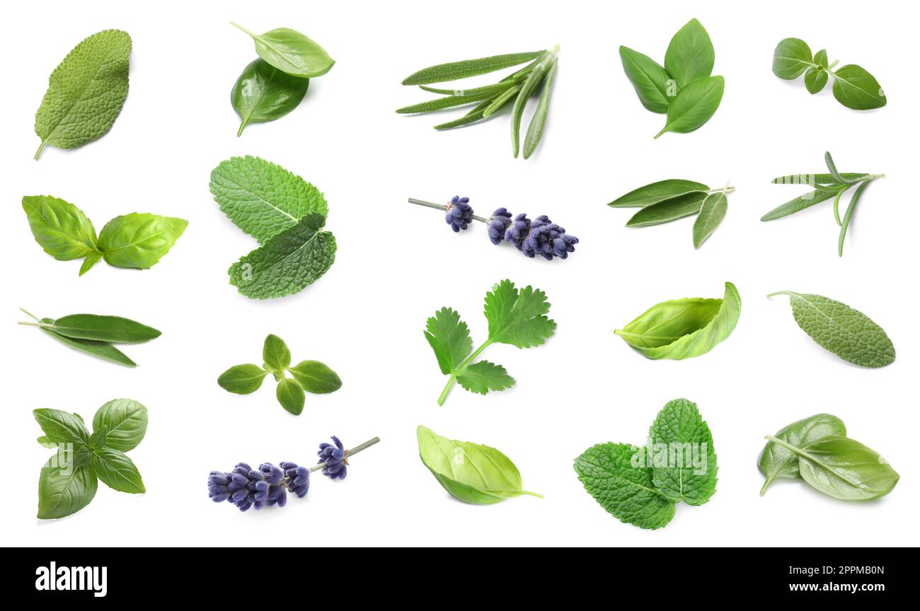 Collection of different aromatic herbs on white background Stock Photo ...