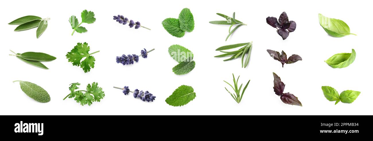 Collection of different aromatic herbs on white background. Banner ...