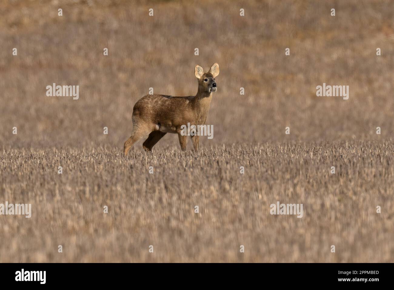 Chinese water deer -Hydropotes inermis Stock Photo - Alamy