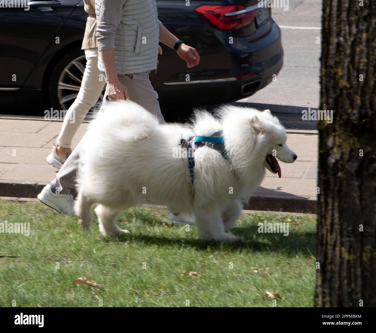 photo of a large white dog on a walk Stock Photo - Alamy