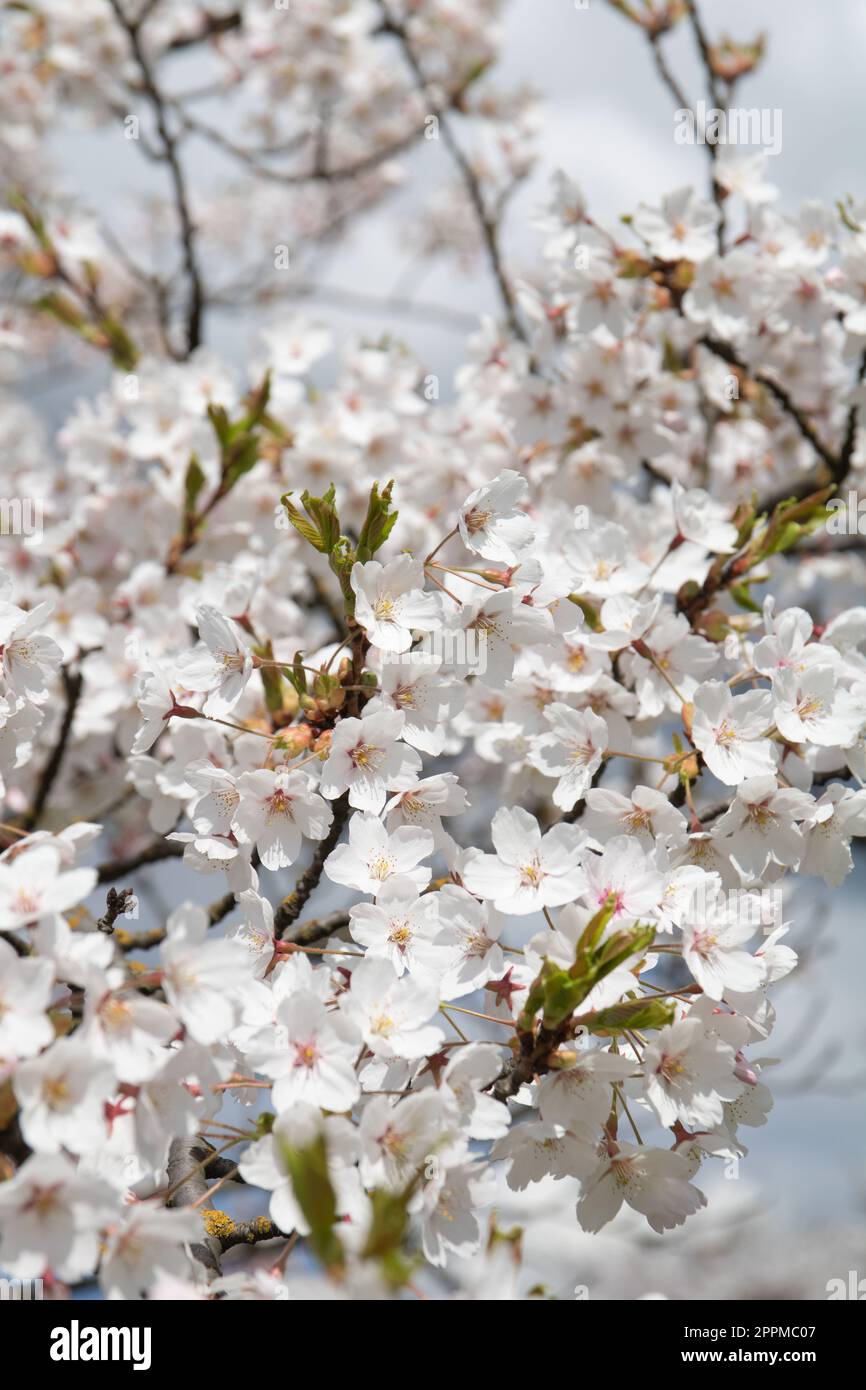 photo a branch of a flowering tree with flowers large background in ...