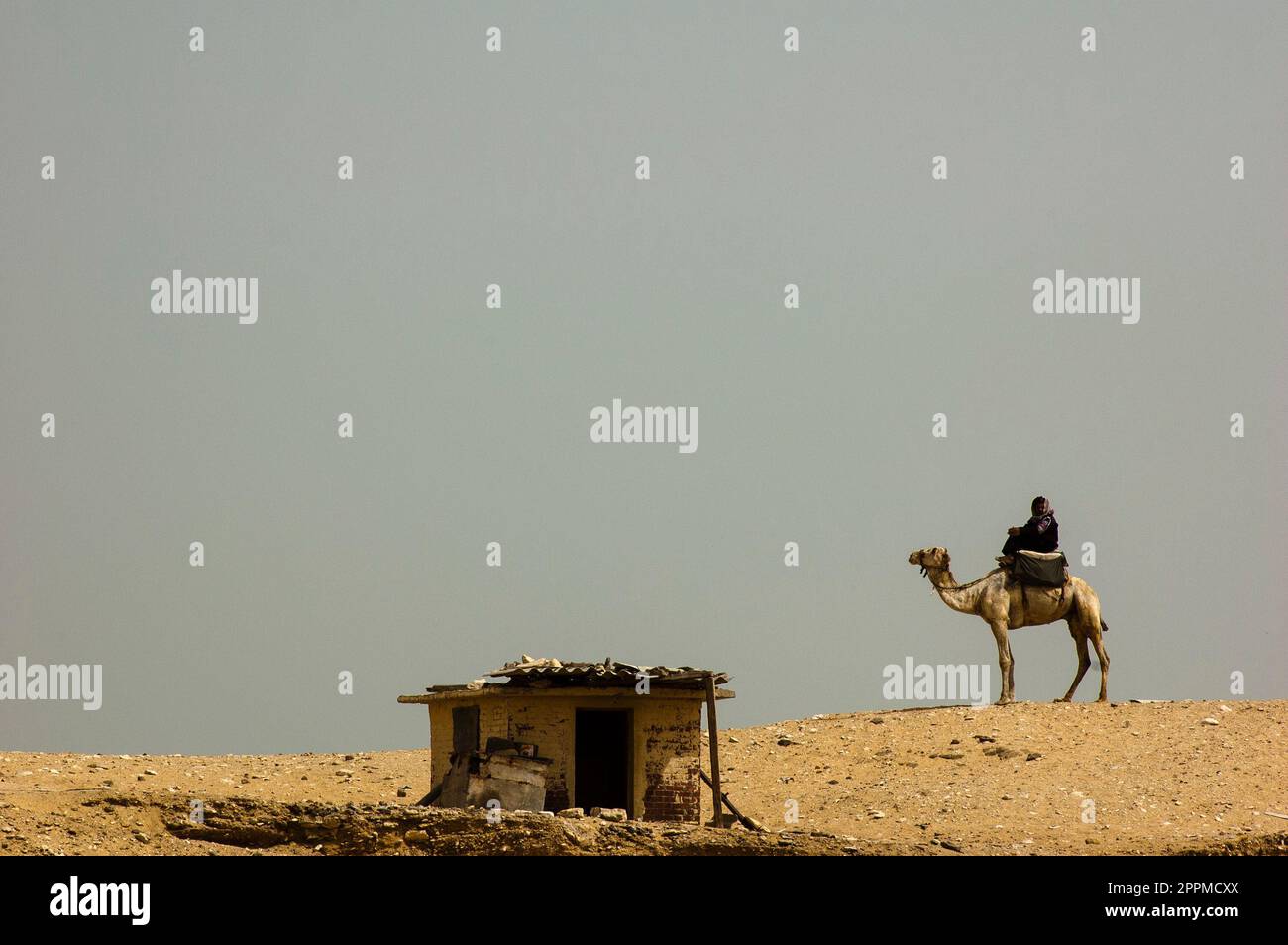 Camel and driver egypt hi-res stock photography and images - Alamy