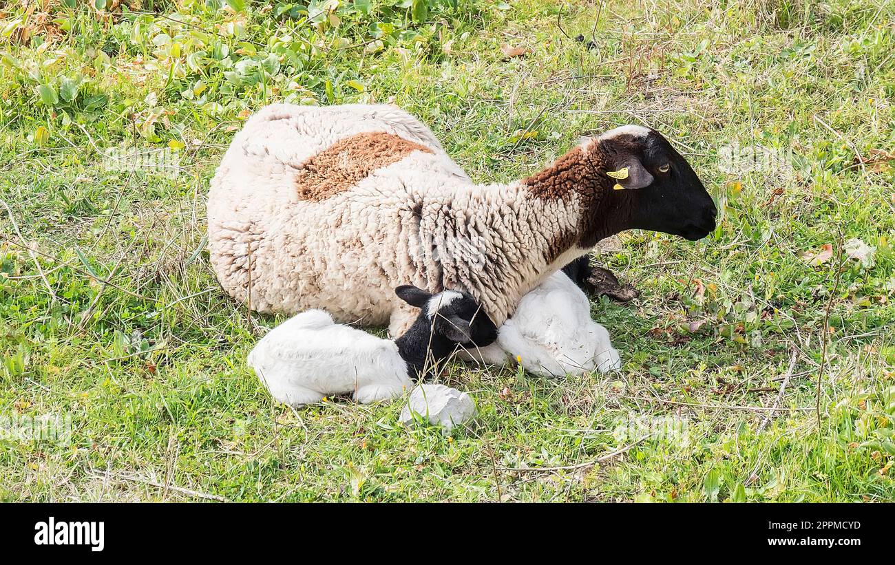 Payoya sheep hi-res stock photography and images - Alamy