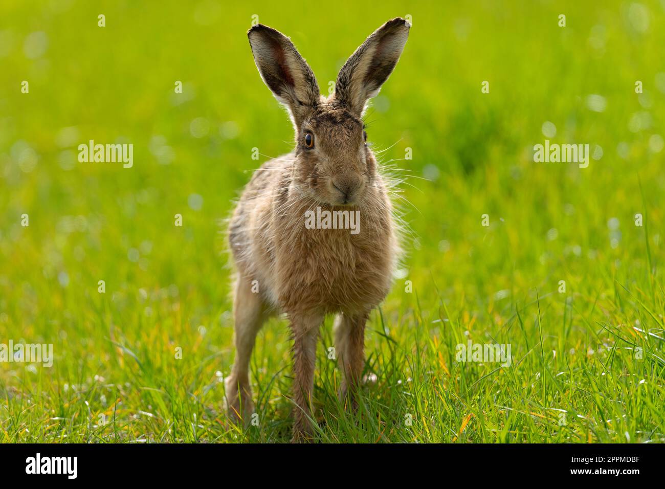 Brown Hare- Lepus europaeus. Spring. Uk Stock Photo - Alamy